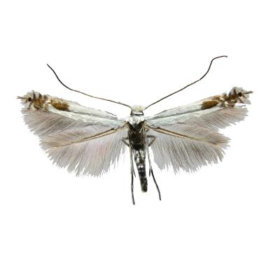China Pheromone Lure for Lyonetia clerkella for sale