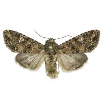 China Pheromone Lure for Mamestra brassicae for sale