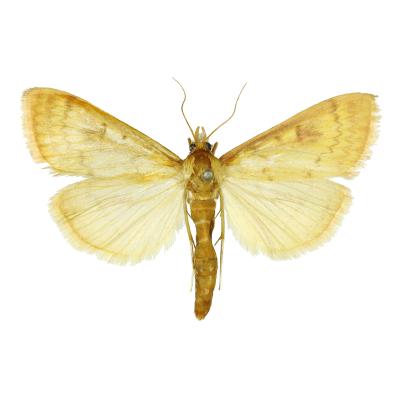 China Pheromone Lure for Ostrinia furnacalis for sale