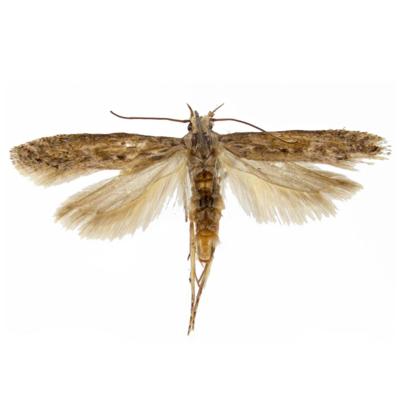 China Pheromone Lure for Phthorimaea operculella for sale