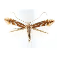 China Pheromone Lure for Phyllonorycter ringoniella for sale