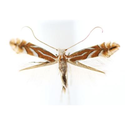 China Pheromone Lure for Phyllonorycter ringoniella for sale