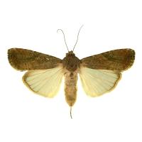 China Pheromone Lure for Spodoptera frugiperda for sale