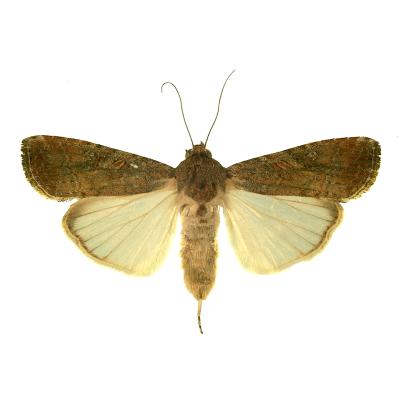 China Pheromone Lure for Spodoptera frugiperda for sale