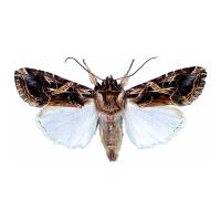 China Pheromone Lure for Spodoptera littoralis for sale