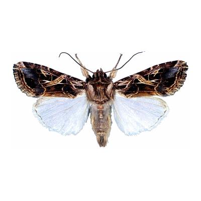 China Pheromone Lure for Spodoptera littoralis for sale