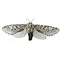 China Pheromone Lure for Zeuzera pyrina for sale