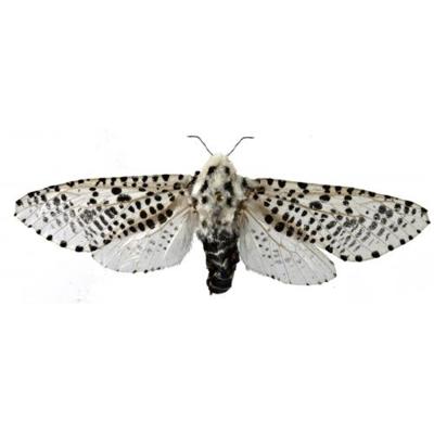 China Pheromone Lure for Zeuzera pyrina for sale