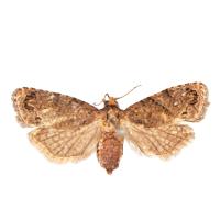 China Mating Disruption Products Designed To Control Thaumatotibia leucotreta for sale
