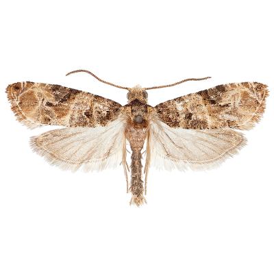 China Mating Disruption Products Designed To Control Lobesia botrana for sale