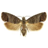 China Mating Disruption Products Designed To Control Cydia pomonella for sale