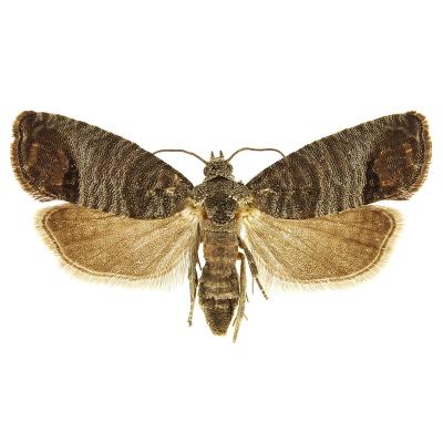 China Mating Disruption Products Designed To Control Cydia pomonella for sale