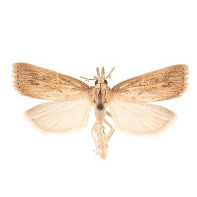 China Mating Disruption Products Designed To Control Chilo suppressalis for sale