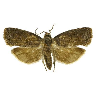 China Mating Disruption Products Designed To Control Grapholita molesta for sale