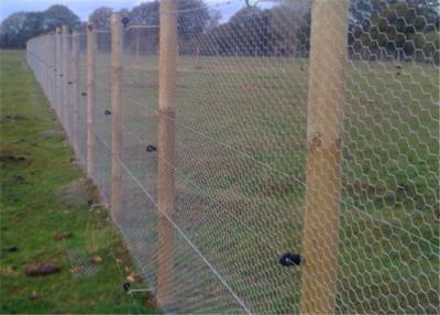 China Electric Galvanized Chicken Wire Mesh 2