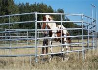 China 48mm OD Heavy Duty Galvanized Cattle Fence Panel - 1848mm Height with 360-Degree Full Welding for sale