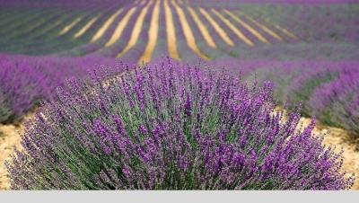 China IPS 250 Nits 21.5 Inch LCD 1920x1080 30 Pins With Lvds Interface for sale