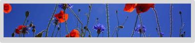 China 1920x360 Bar Type IPS LCD Lvds Interface 21.2