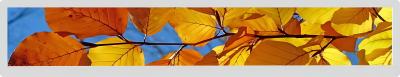 China 1920x290 51 Pin TFT Bar 36.6