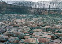 China Gabion Basket with 2.0-4.0mm Wire Thickness and 240g/m² Zinc Coating for Flood Control and Civil Engineering for sale