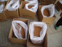 China supplying cheap kiwi seed for producing kiwi fruit nut factory direct kiwi seeds kiwi seeds for sale