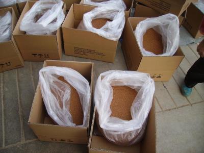 China supplying cheap kiwi seed for producing kiwi fruit nut factory direct kiwi seeds kiwi seeds for sale