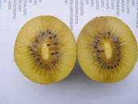 China supplying (Golden or dragon kiwi fruit) yellow kiwi plant grafted kiwi seedlings 2y young kiwi seedlings for sale