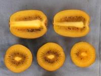 China supplying (Golden or dragon kiwi fruit) yellow kiwi plant grafted kiwi seedlings 2y young kiwi seedlings for sale