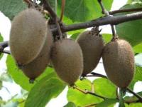 China selling Crispy Aroma and light aroma green kiwi fruit and kiwi seedlings plant grafted seedlings for sale