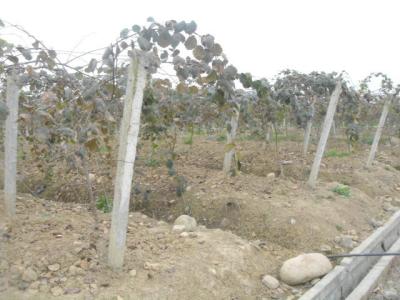 China China Jin Yan golden kiwi seedlings golden kiwi plant with grafted seedlings yellow kiwi fruit for sale