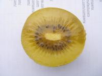 China supplying Jin Yan golden kiwi seedlings yellow kiwi seedlings golden kiwi fruit for sale