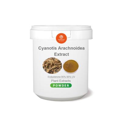 China Natural Cyanotis Arachnoidea Extract Powder 90% 98% Beta Ecdysterone Powder for sale