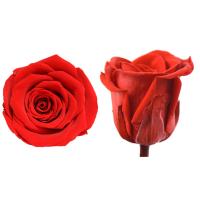 China Red Color Eternal Rose Flower Flower Head 4-5 Cm 8 / Box Fresh A Grade for sale