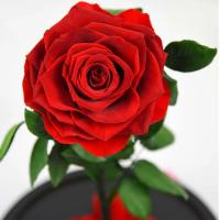 China Beauty Everlasting Eternal Rose Flower 28cm High 7cm Rose Head For Christmas Gift for sale