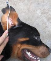 China Veterinary Bluetooth Pulse Oximeter CE Approved 120g Lightweight SpO2 Monitor for sale