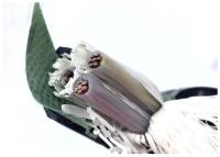 China 0.6 / 1kV Low Voltage KEMA 4 Core Copper Xlpe Insulation Cable Electrical Cable for sale