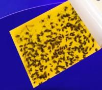 China Eco Friendly Hot Melt Adhesive Blocks for Fly Rodent Traps 1kg 2.5kg for sale