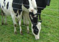 China Galvanized Livestock Prevent Hinge Joint Page Wire Farm Field Fence for sale
