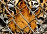 China OHSAS 18001 rust resistant wildlife Chain Wire Fencing for sale