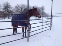 China Welded 10ft X 4ft 50x50mm Metal Horse Corral Panels Heavy Duty Galvanized for sale