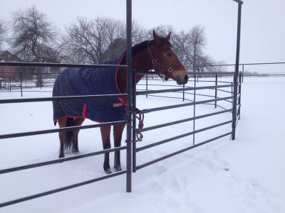 China Welded 10ft X 4ft 50x50mm Metal Horse Corral Panels Heavy Duty Galvanized for sale