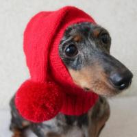 China Y-Z Small Mini Dachshund Wiener Dog Pet Hat Dog Clothes Knitted Little Knit Dog Hat for sale