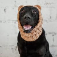 China Y-Z Pet Tops Bear Dog's Ear Hood Designer Winter Knitted Snood Large Dog Clothes Hat for sale