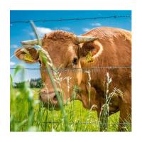 China Galvanized/PVC Coated Farm Barbed Wire Hot Dipped Galvanized for Agricultural Fencing for sale