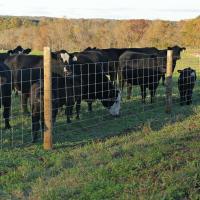 China Metal Frame Farm Fence Galvanized Fixed Knot Field Wire Hinge for Cattle Horse Sheep for sale