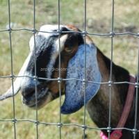 China Metal Type Iron Pasture Fence 2.5mm Wire Diameter for Goat Farming 4ft-5ft-6ft-8ft for sale