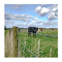 China 8ft Veld Span Field Fence 100m Farm Fencing Net with Galvanized or Hot Dipped Finish for sale