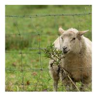 China 10-200m Length Galvanized Deer Fence for Farm and Field Kraal Pressure Treated Timbers for sale