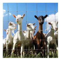 China Hot Dipped 2.5mm 15cm 20cm Hole Size 1.2x100m 10 Lines Fixed Knot Deer Fence Field Fence for sale