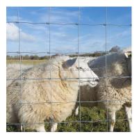 China Height 0.8-2.4m Hexagonal Mesh Wire Netting for Chicken Coop and Farm Animal Fence for sale